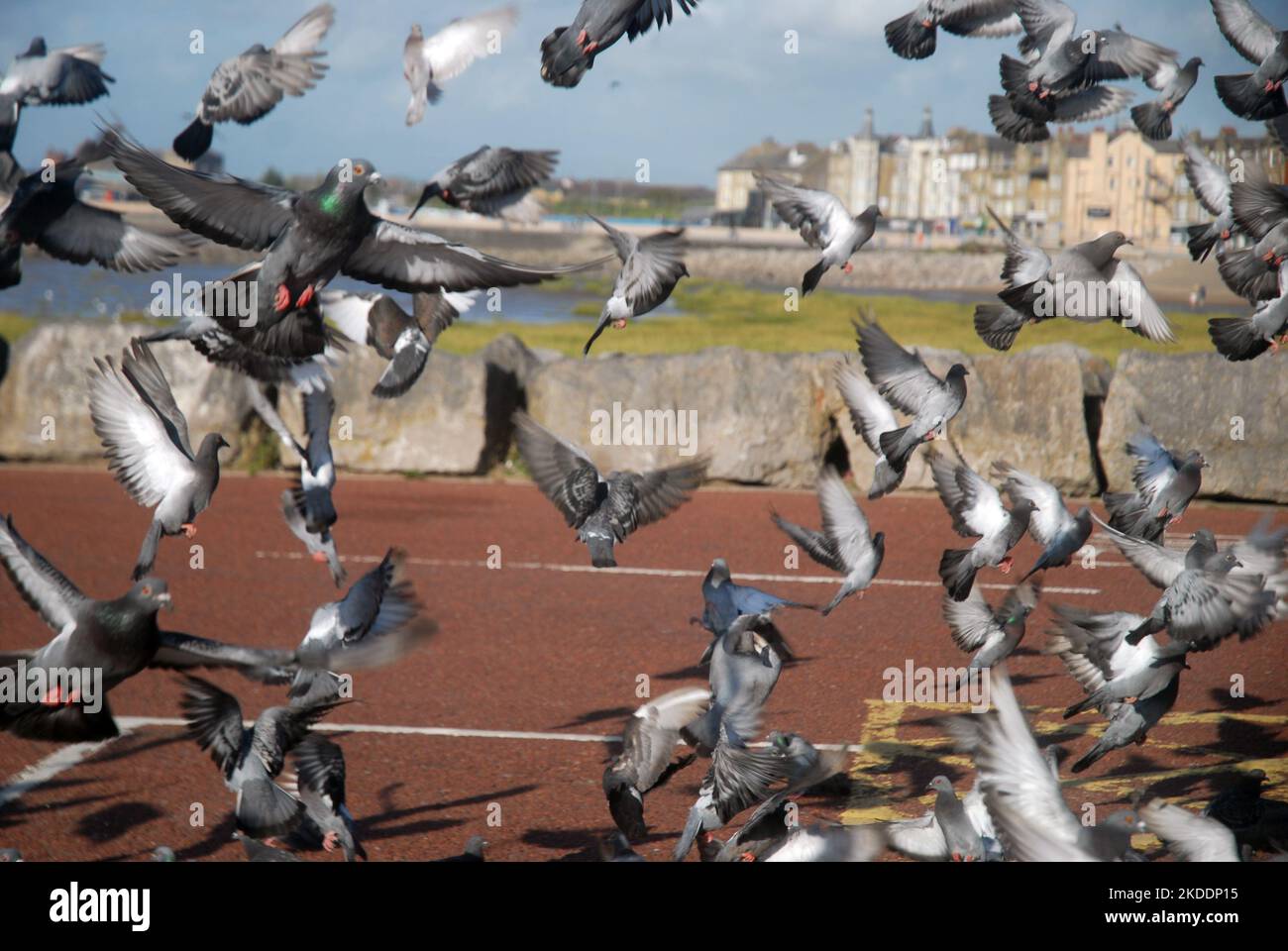 Flock of pigeons, Morecambe, Lancashire, England Stock Photo - Alamy