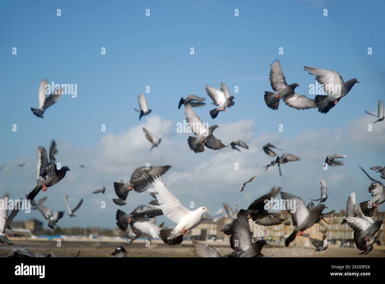 Flock of pigeons, Morecambe, Lancashire, England Stock Photo - Alamy
