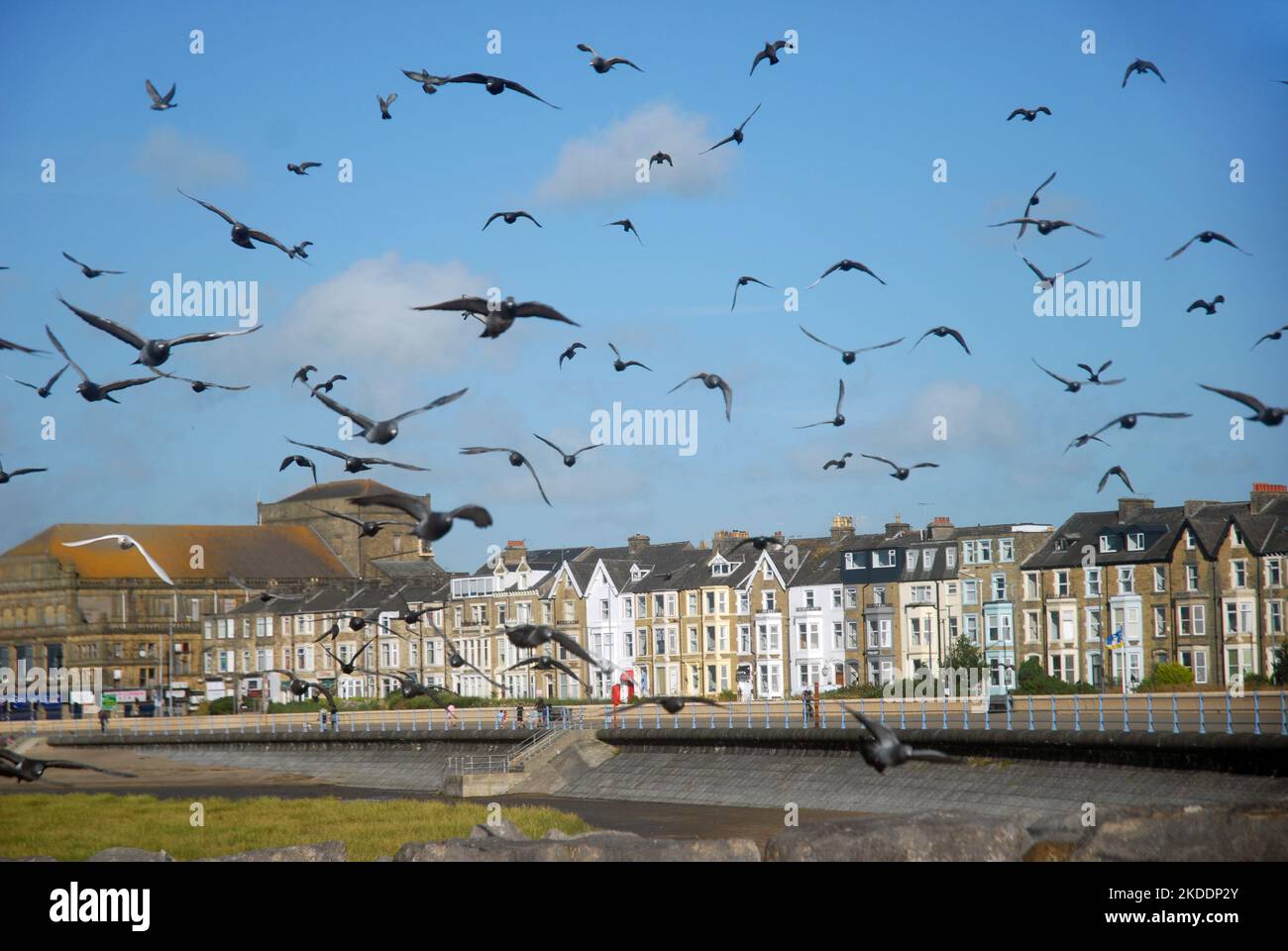 Flock of pigeons, Morecambe, Lancashire, England Stock Photo - Alamy