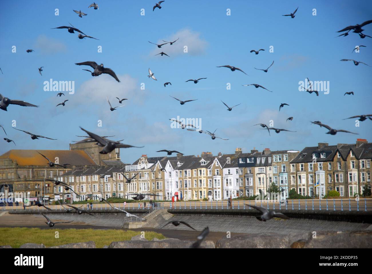 Flock of pigeons, Morecambe, Lancashire, England Stock Photo - Alamy