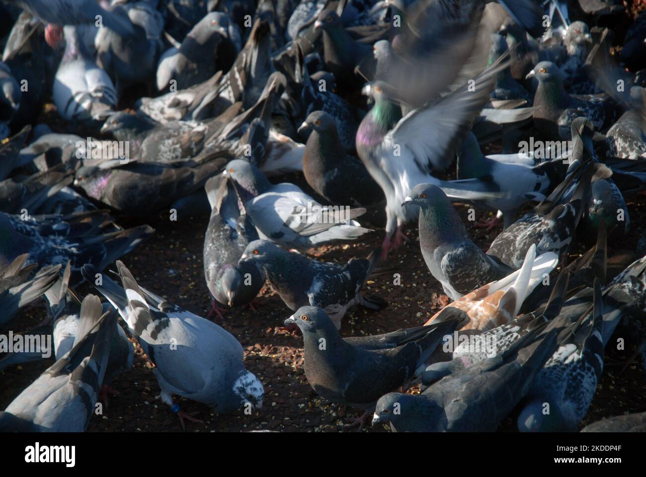 Flock of pigeons, Morecambe, Lancashire, England Stock Photo - Alamy