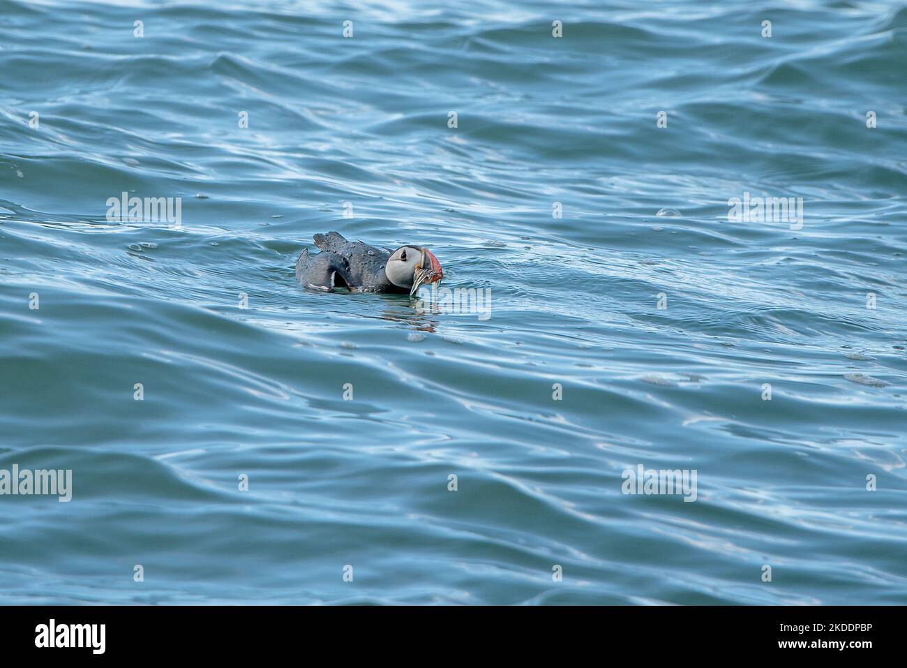 puffin in the water with fish iceland Stock Photo - Alamy