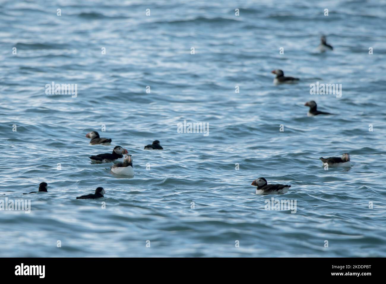 Waterfall fish in blue water hi-res stock photography and images - Alamy