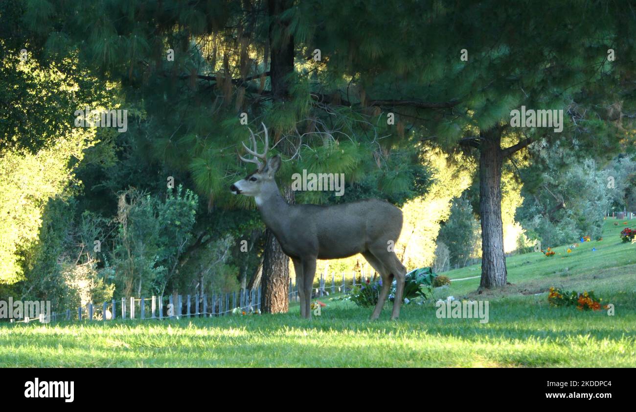 Los Angeles, California, USA 3rd November 2022 Deer at Forest Lawn ...