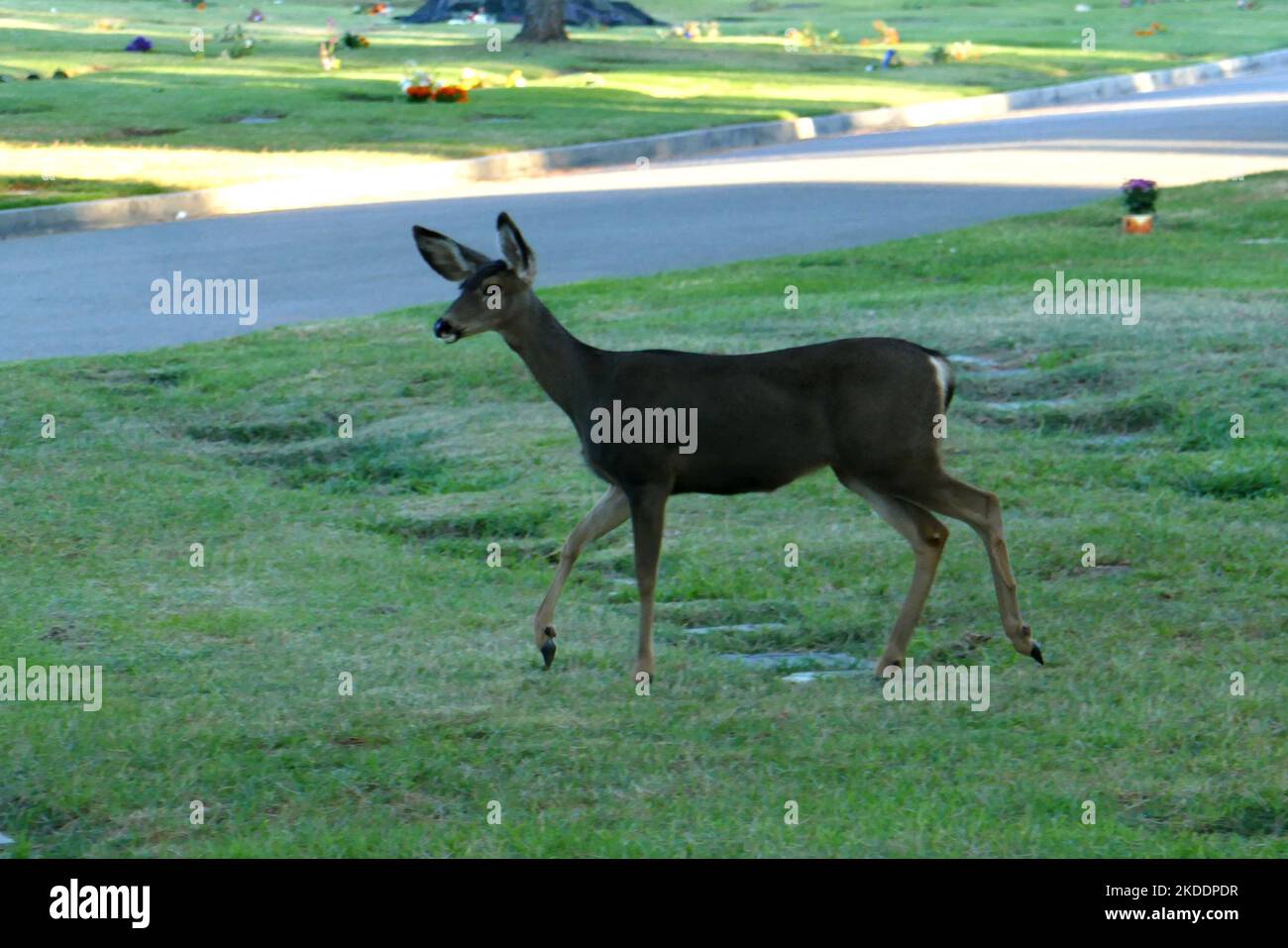 Los Angeles, California, USA 3rd November 2022 Deer at Forest Lawn ...