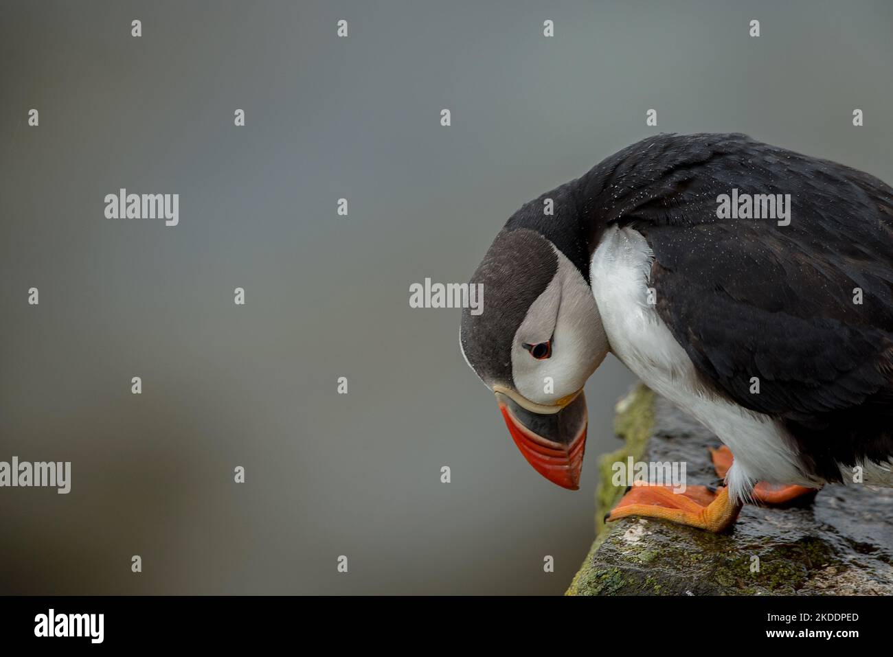 Puffin beak hi-res stock photography and images - Alamy