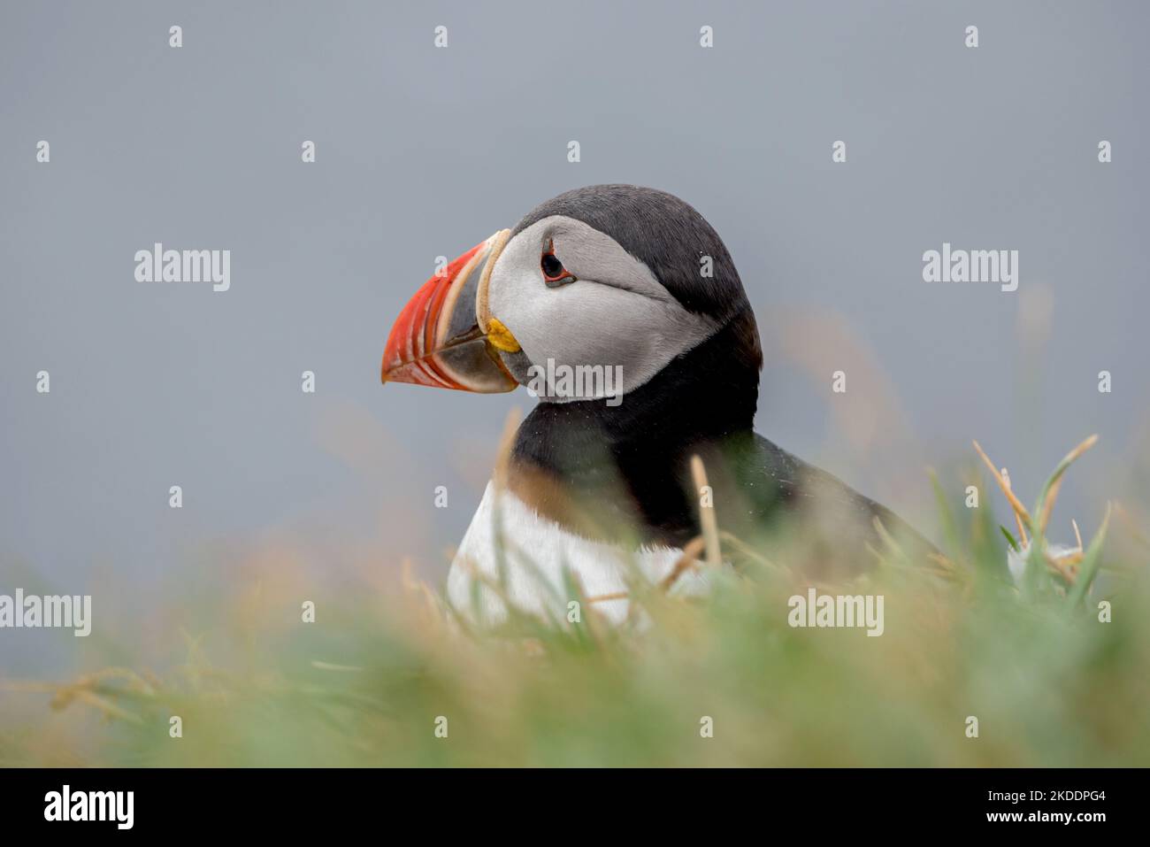 Puffin beak hi-res stock photography and images - Alamy