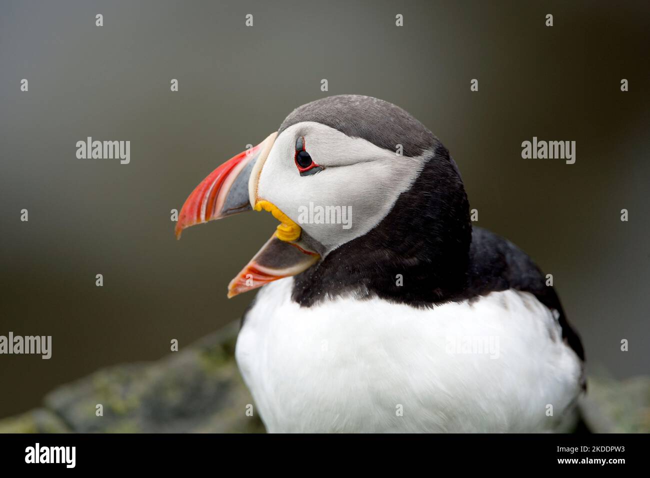 Puffin with open beak hi-res stock photography and images - Alamy