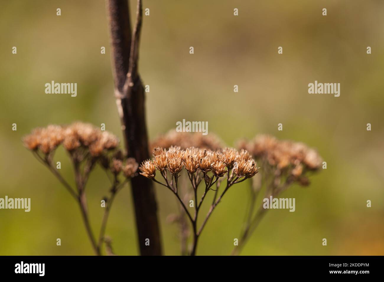 Dry wild flowers and stems againt a blurry background. Clusters of ...