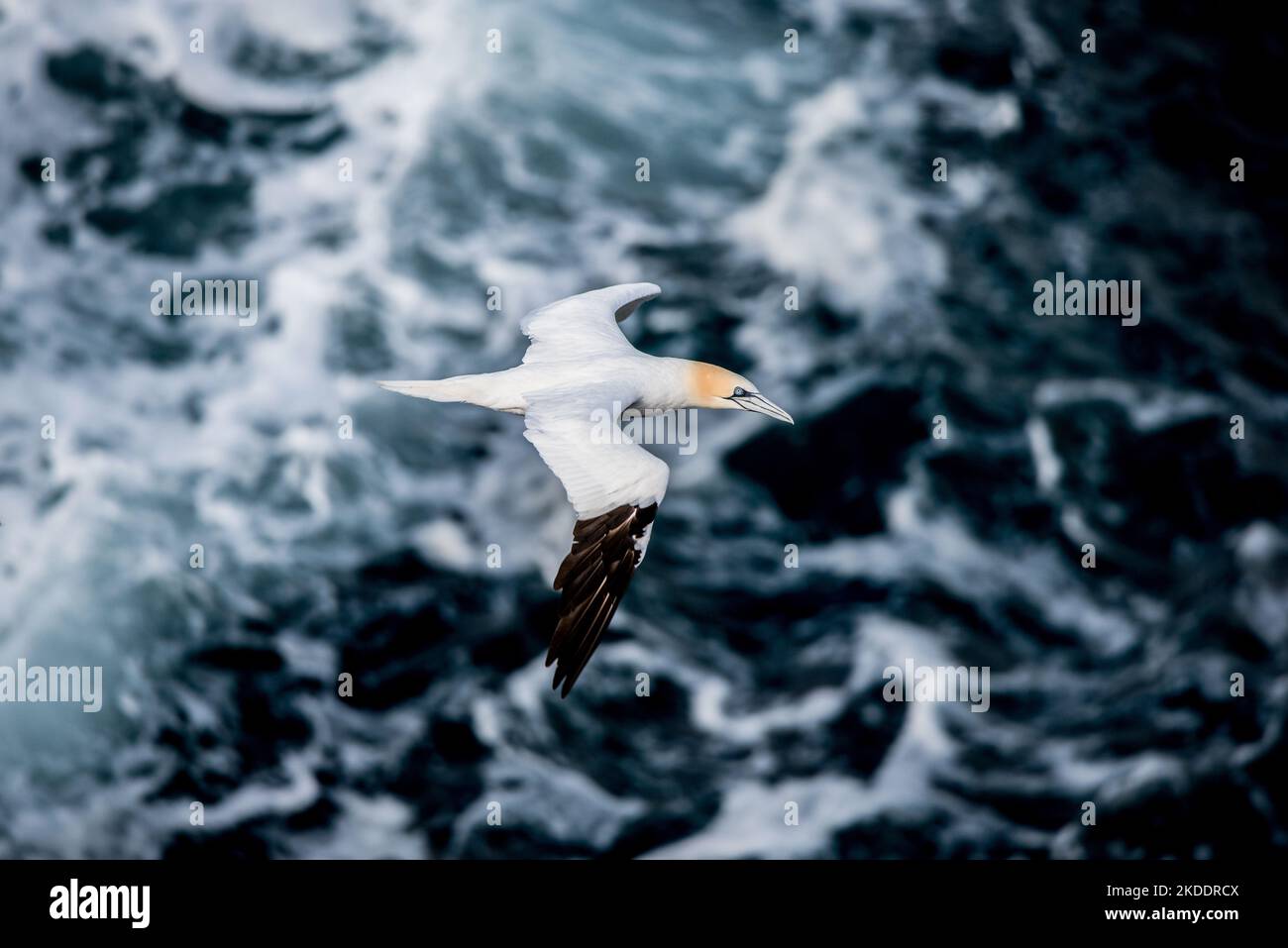 Ganet bird hi-res stock photography and images - Alamy