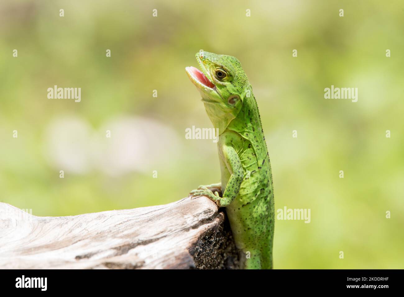 Lizzard hi-res stock photography and images - Alamy