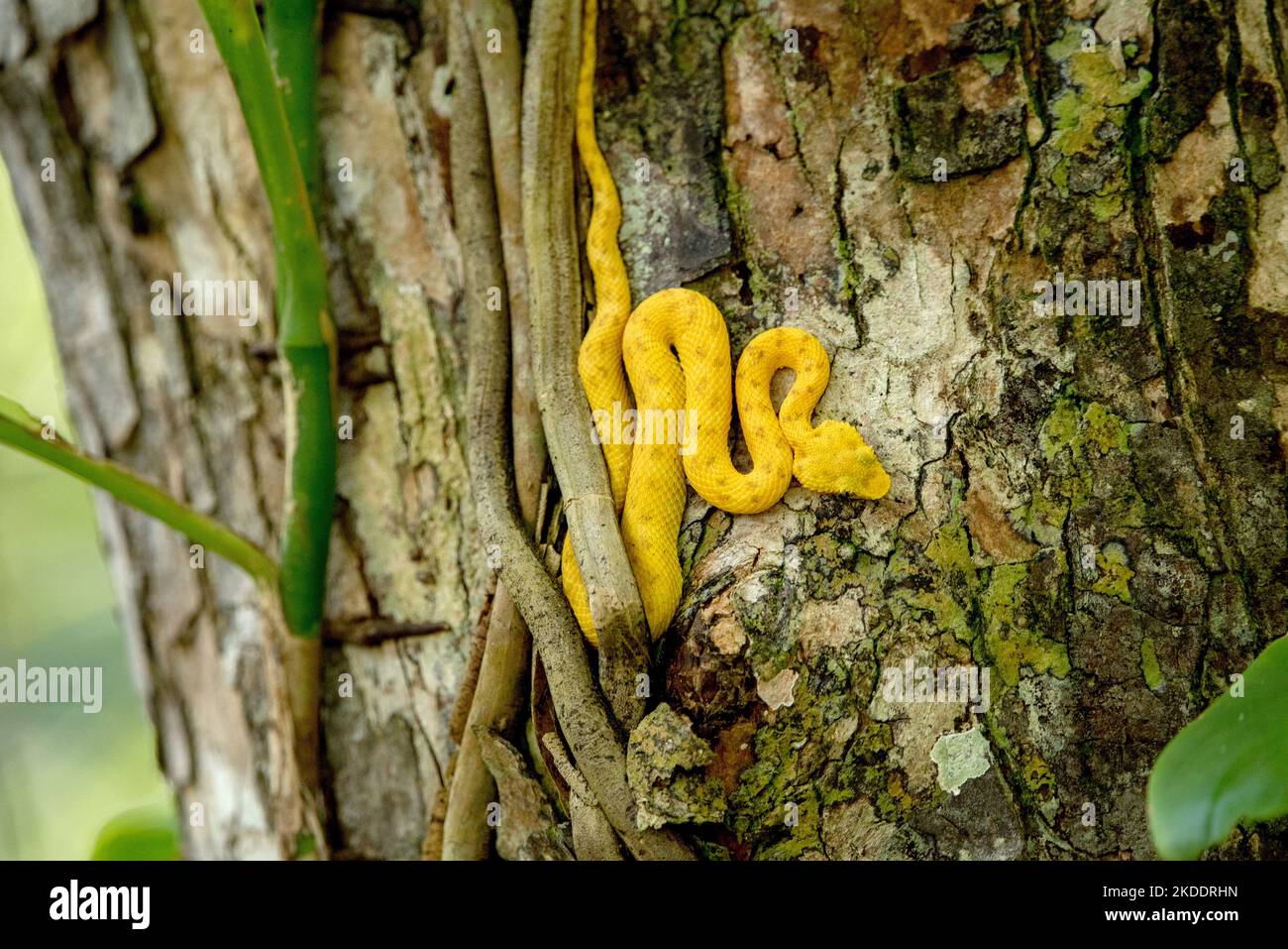 Common lancehead hi-res stock photography and images - Alamy