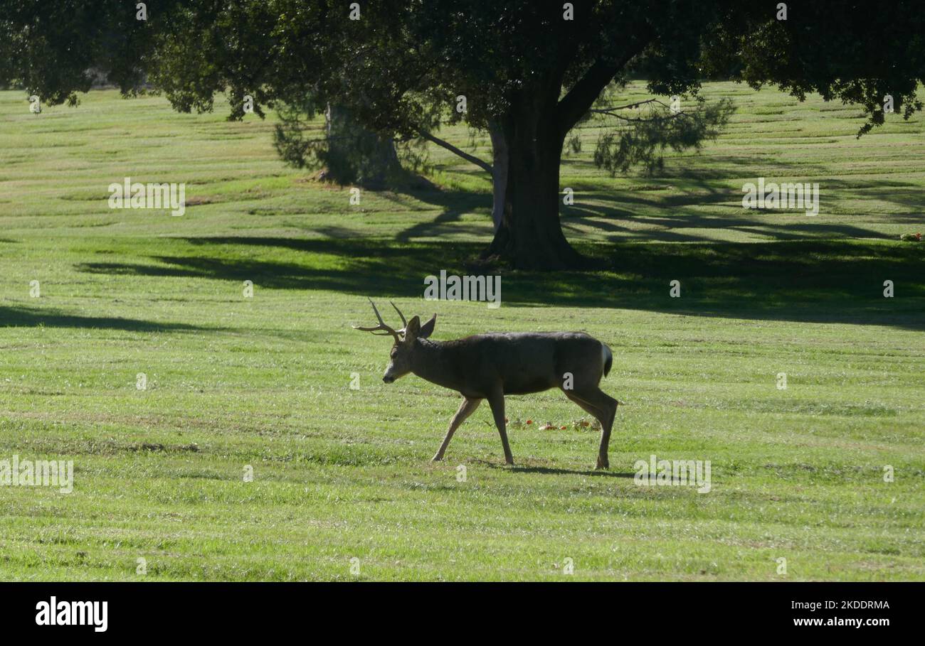 Los Angeles, California, USA 3rd November 2022 Deer at Forest Lawn ...
