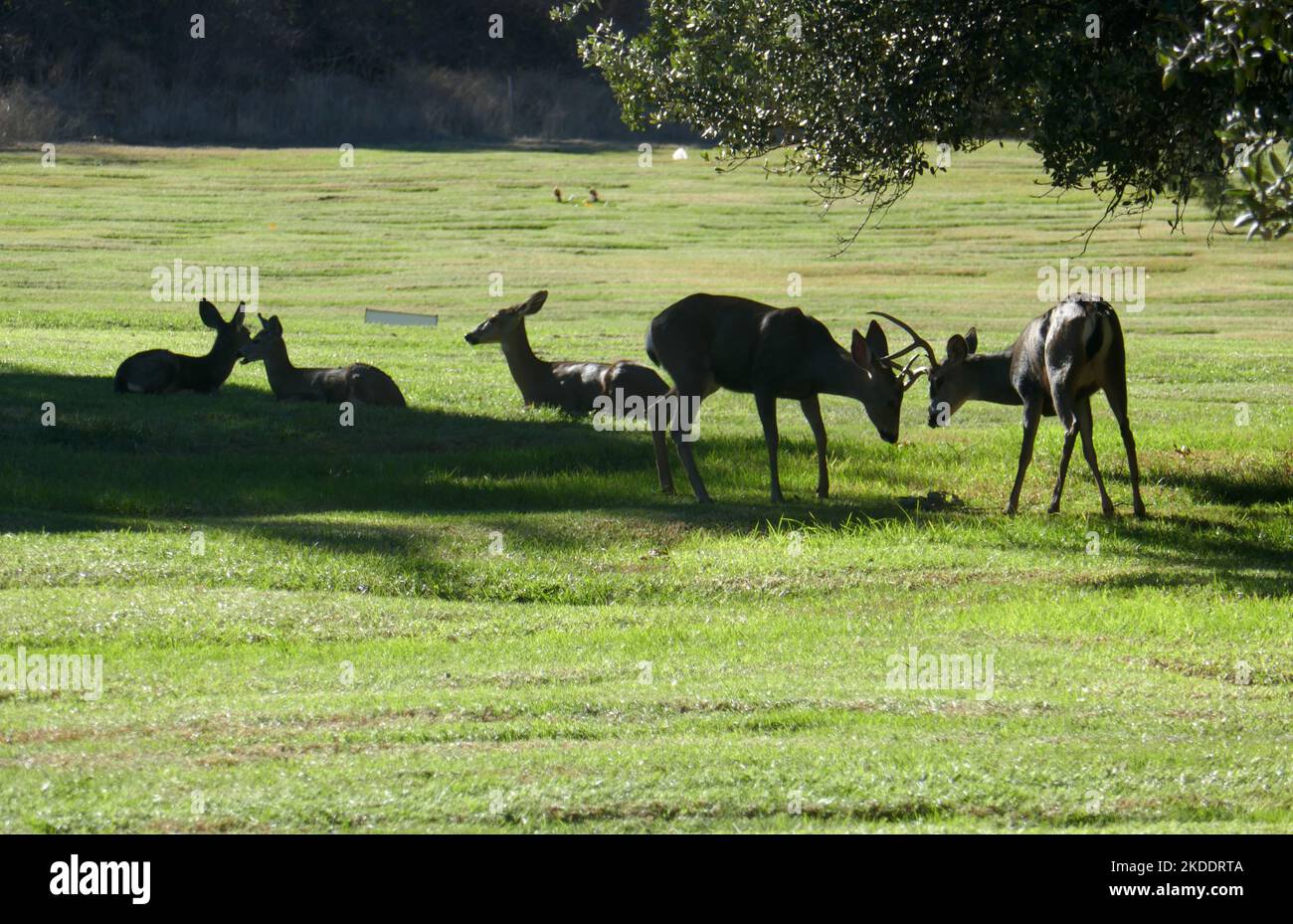 Los Angeles, California, USA 3rd November 2022 Deer at Forest Lawn ...