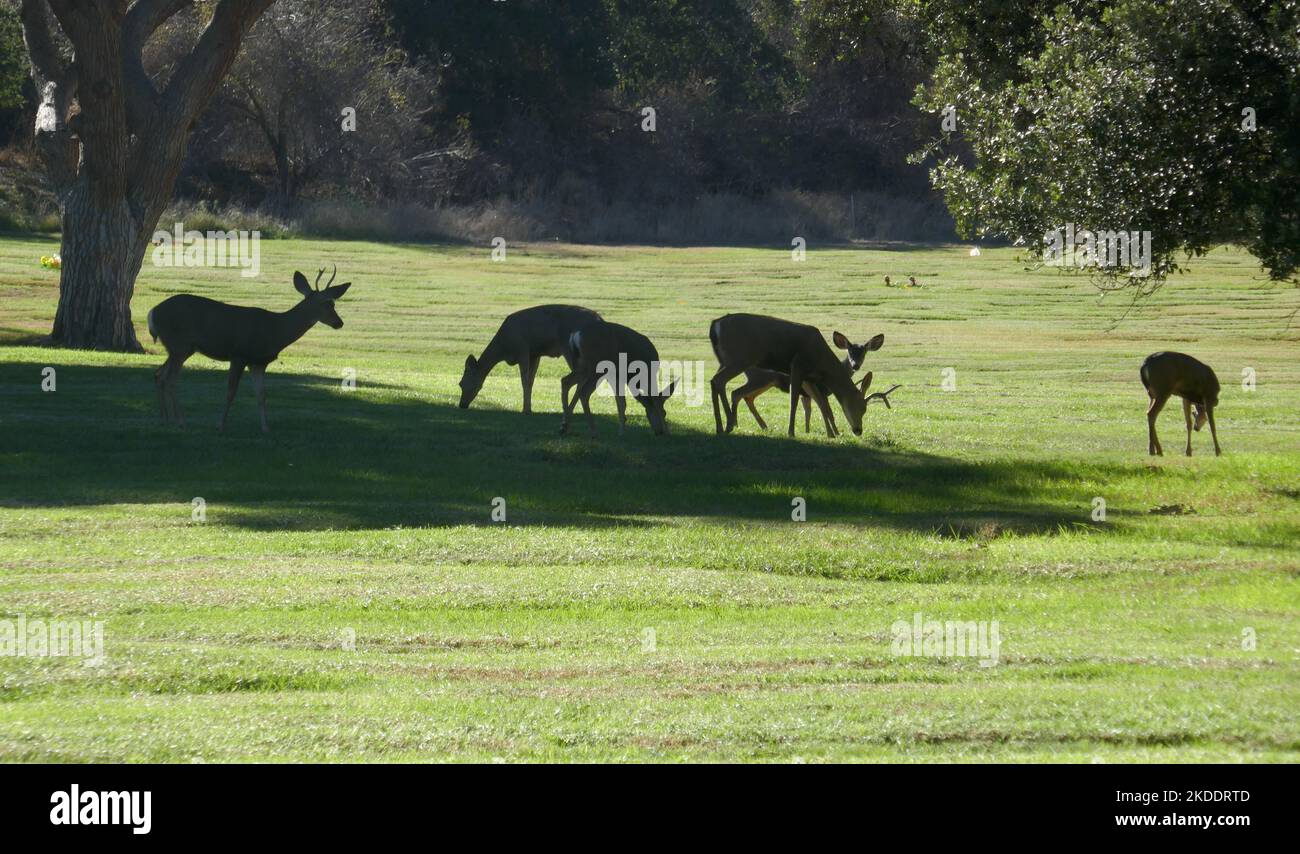 Los Angeles, California, USA 3rd November 2022 Deer at Forest Lawn ...