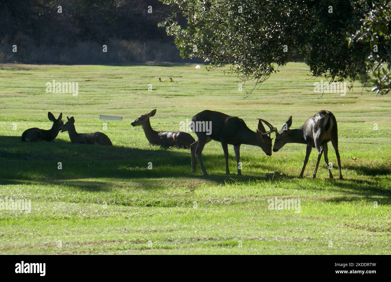 Los Angeles, California, USA 3rd November 2022 Deer at Forest Lawn ...