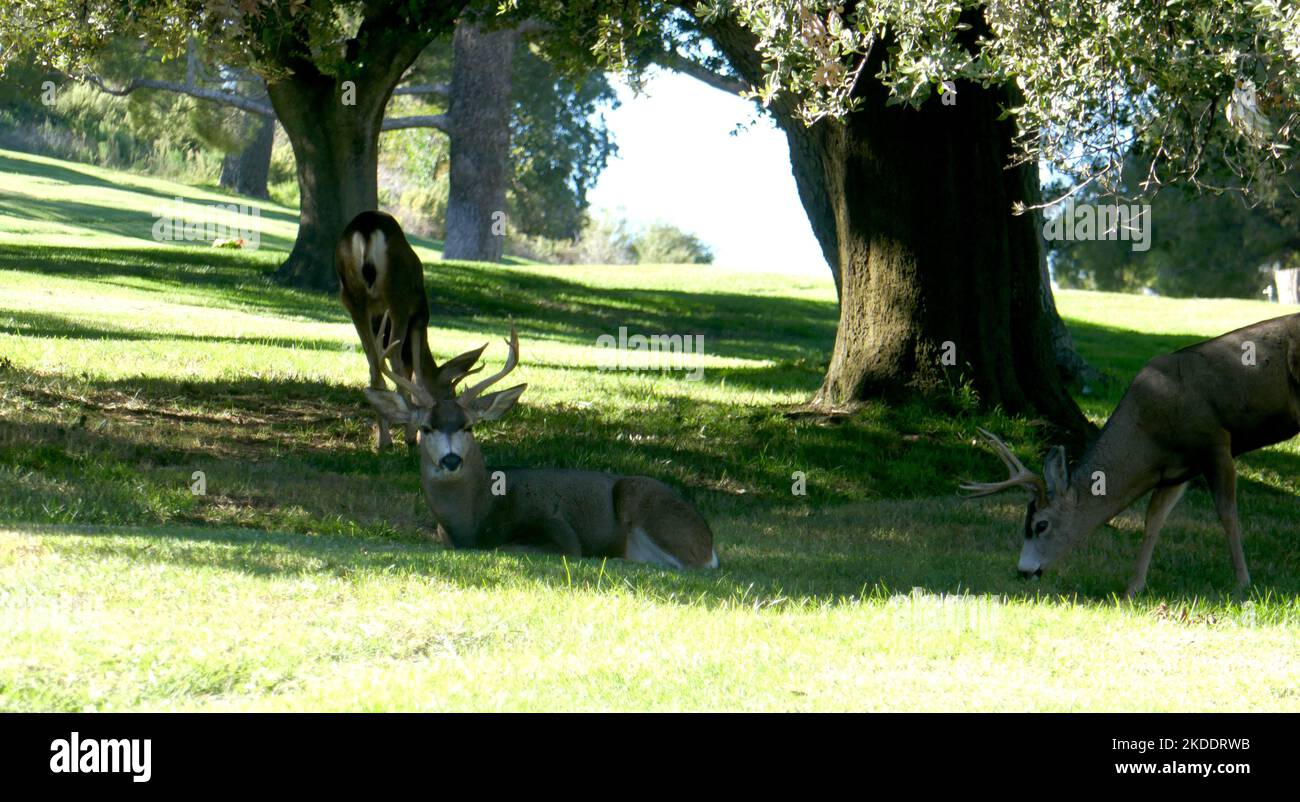 Los Angeles, California, USA 3rd November 2022 Deer at Forest Lawn ...