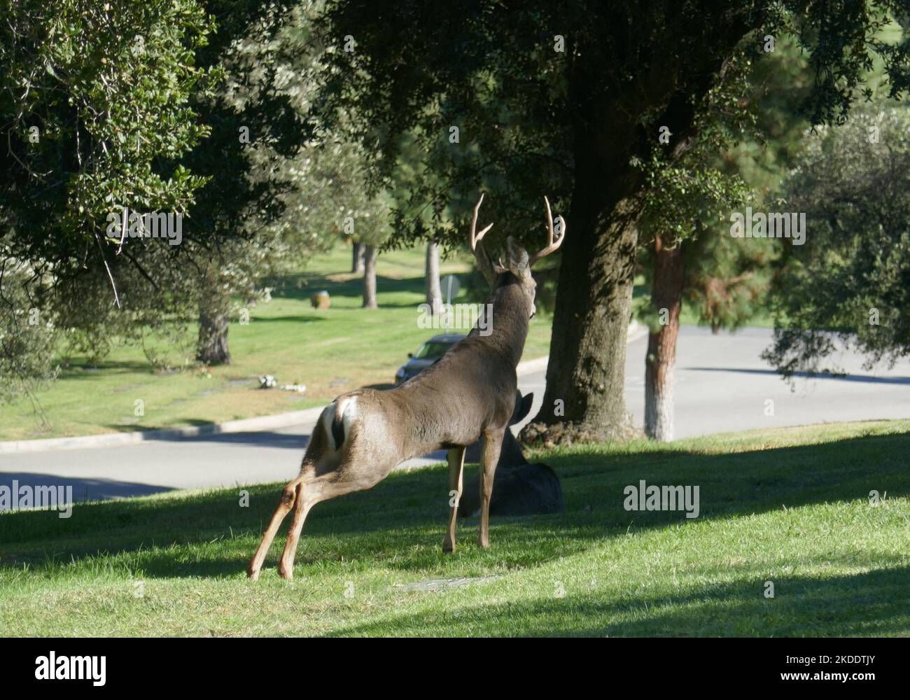 Los Angeles, California, USA 3rd November 2022 Deer at Forest Lawn ...