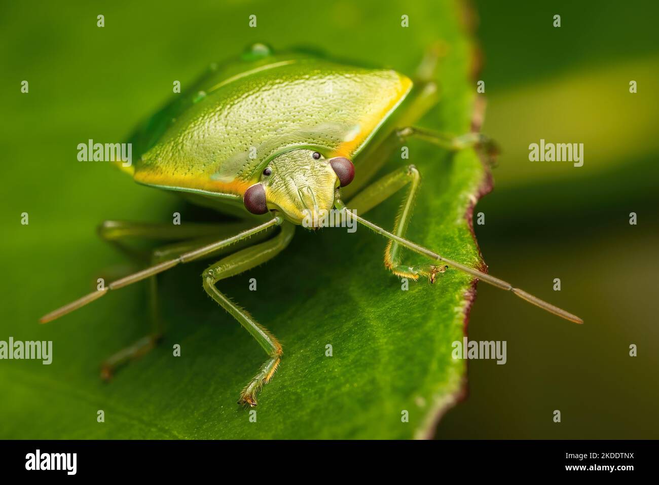 Wet bug hi-res stock photography and images - Alamy