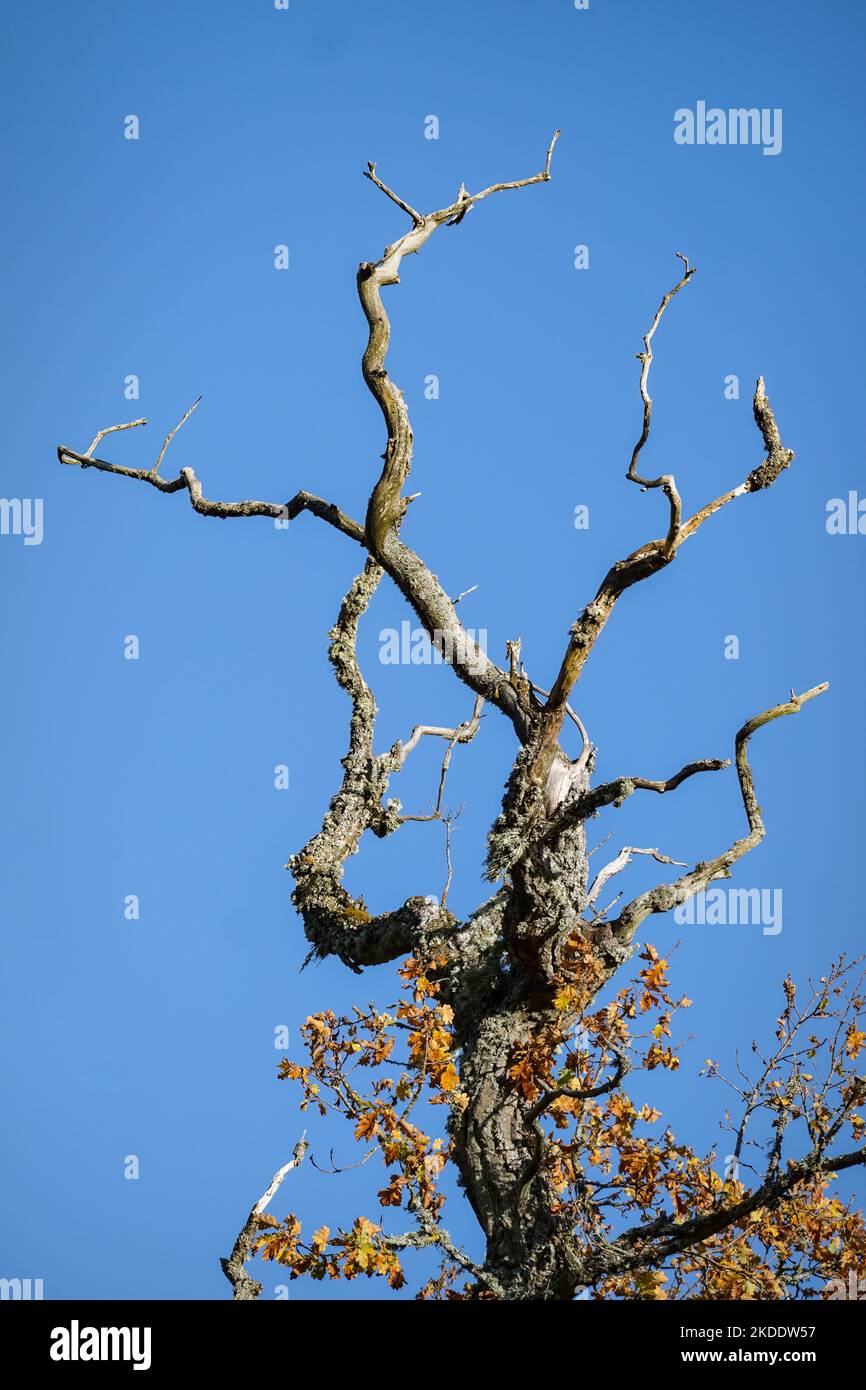 dry tree branches on a blue sky background Stock Photo - Alamy