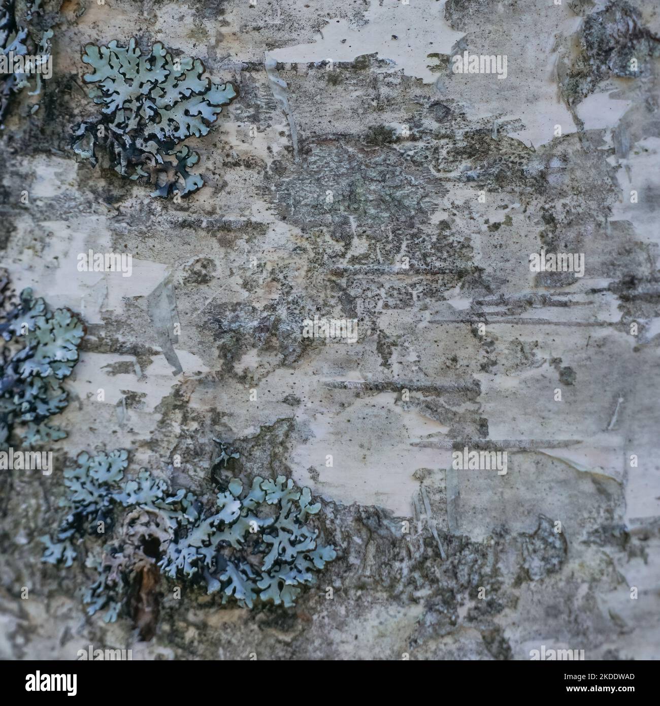 Birch bark with blue lichen close-up, natural texture Stock Photo - Alamy