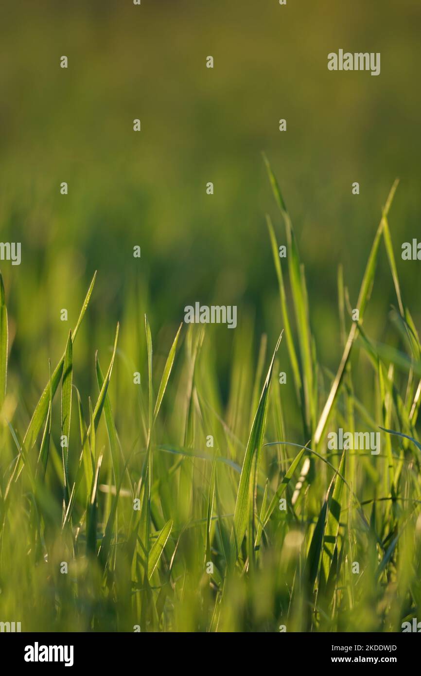 Green blades of grass Close-up on the blurred background Stock Photo ...