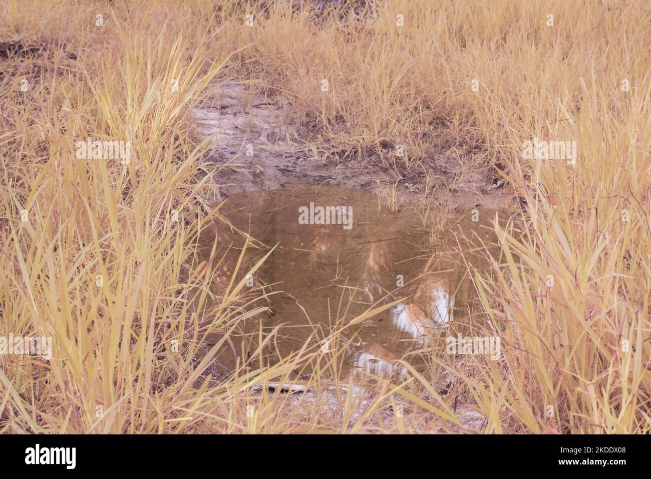 infrared image of the muddy pool of water stagnant on the pathway Stock ...