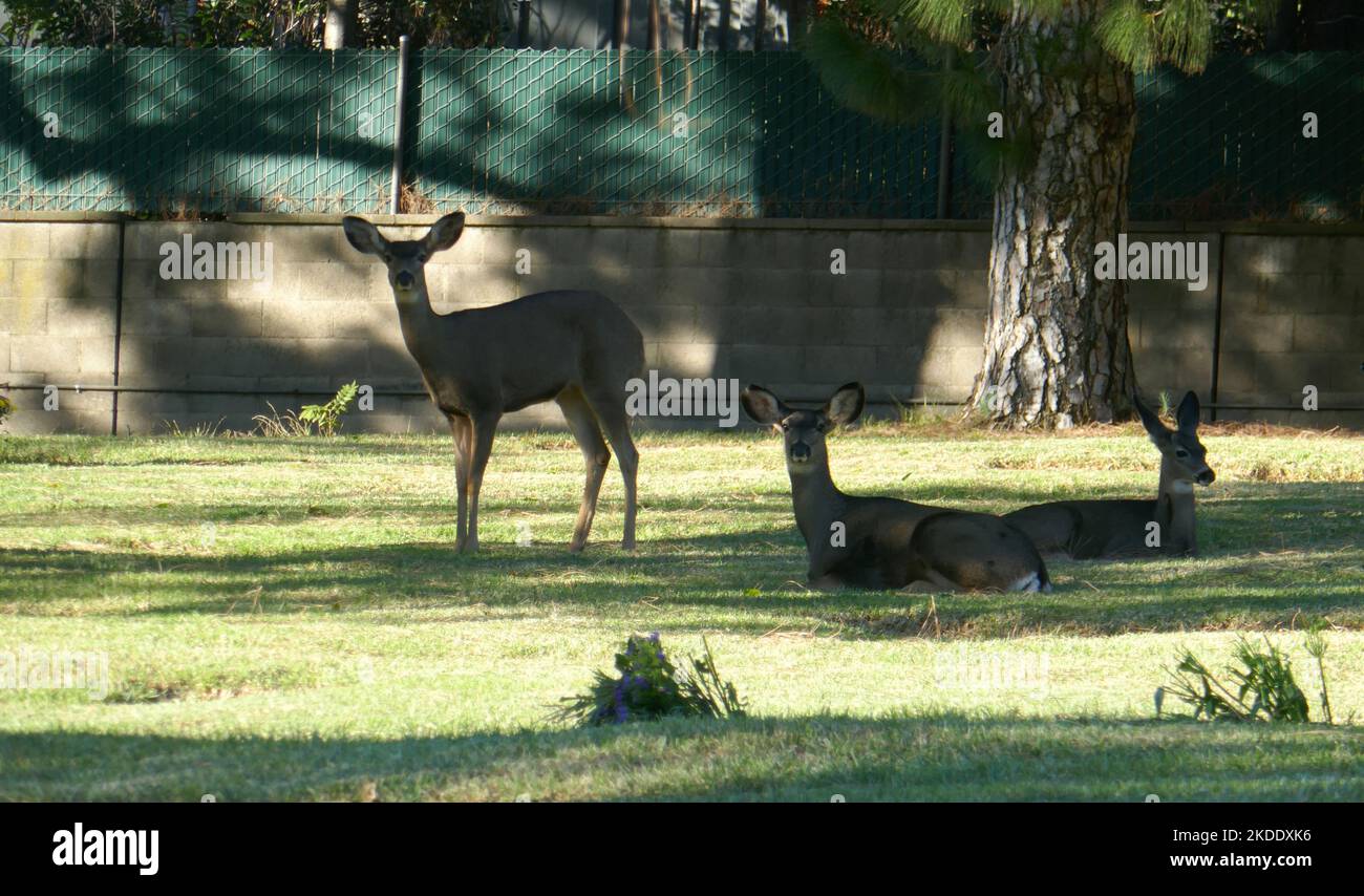 Los Angeles, California, USA 3rd November 2022 Deer at Forest Lawn ...