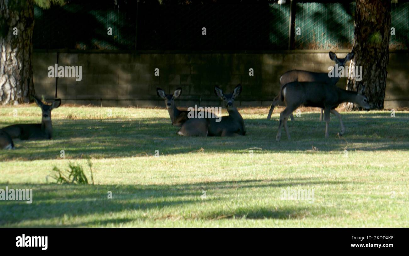 Los Angeles, California, USA 3rd November 2022 Deer at Forest Lawn ...