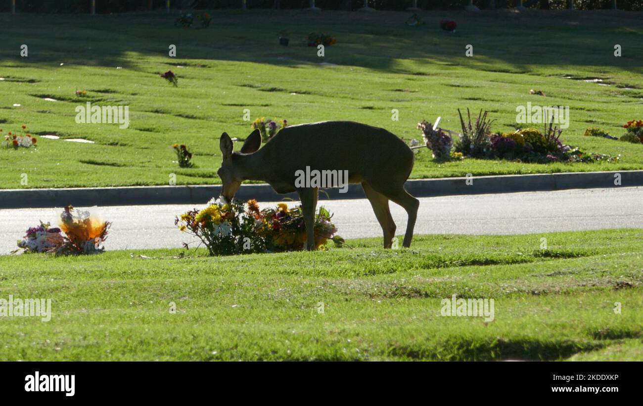 Los Angeles, California, USA 3rd November 2022 Deer at Forest Lawn ...