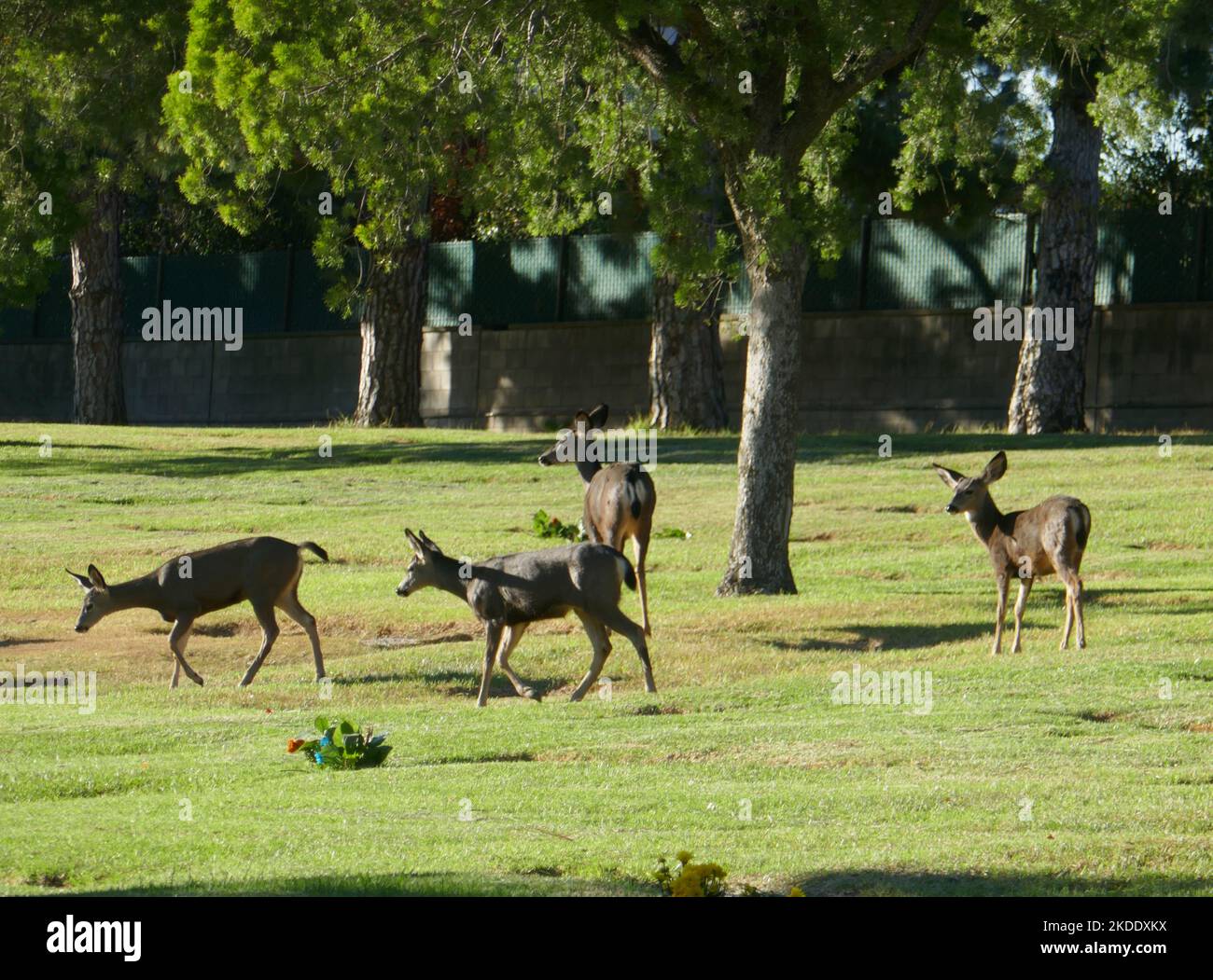 Los Angeles, California, USA 3rd November 2022 Deer at Forest Lawn ...