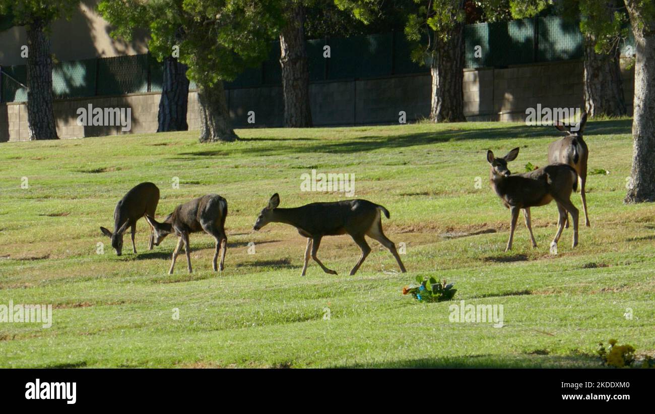 Los Angeles, California, USA 3rd November 2022 Deer at Forest Lawn ...