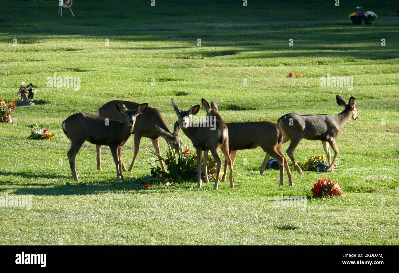 Los Angeles, California, USA 3rd November 2022 Deer at Forest Lawn ...