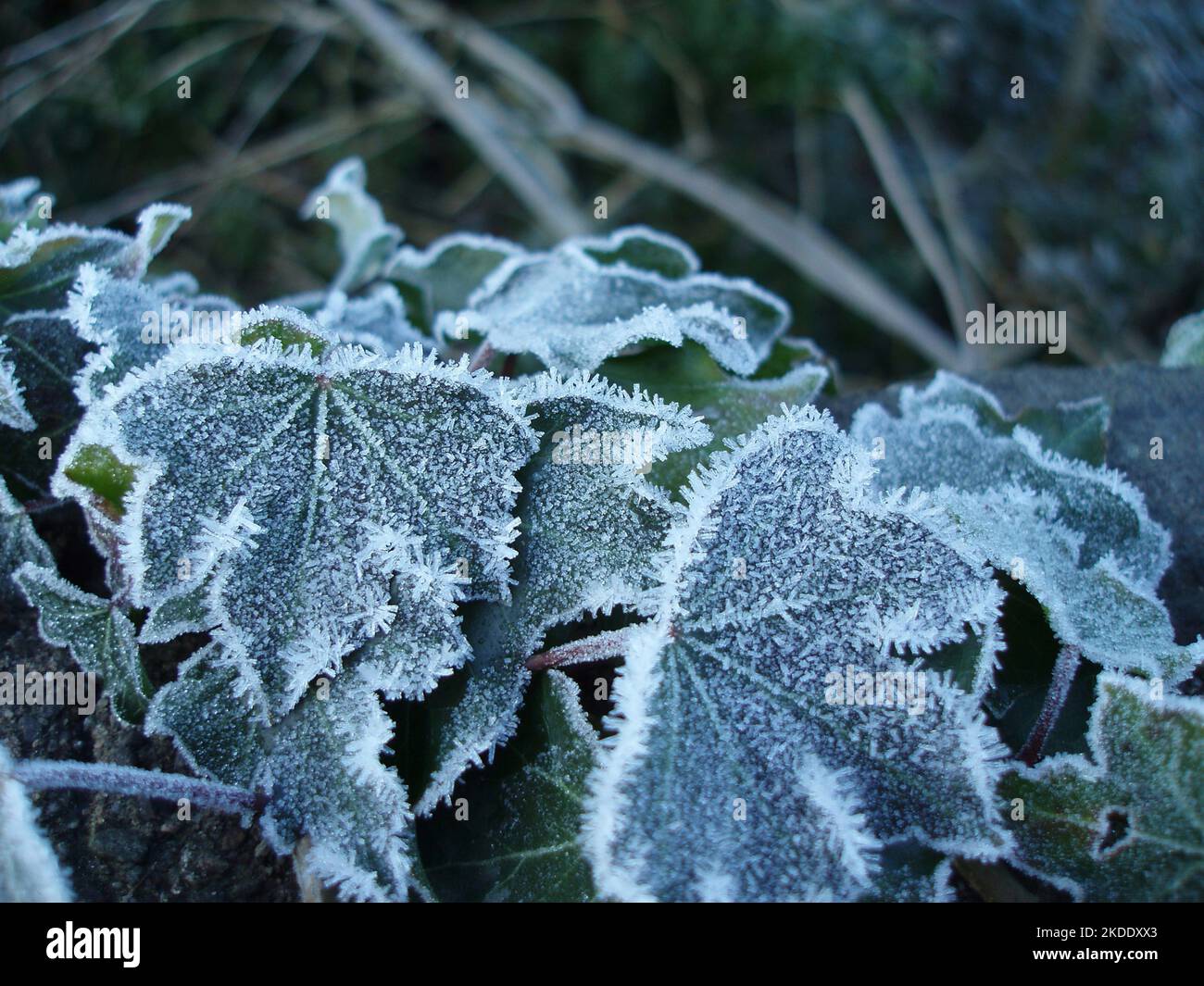 ice crystals growing on ivy leaves in an english hedge row Stock Photo ...