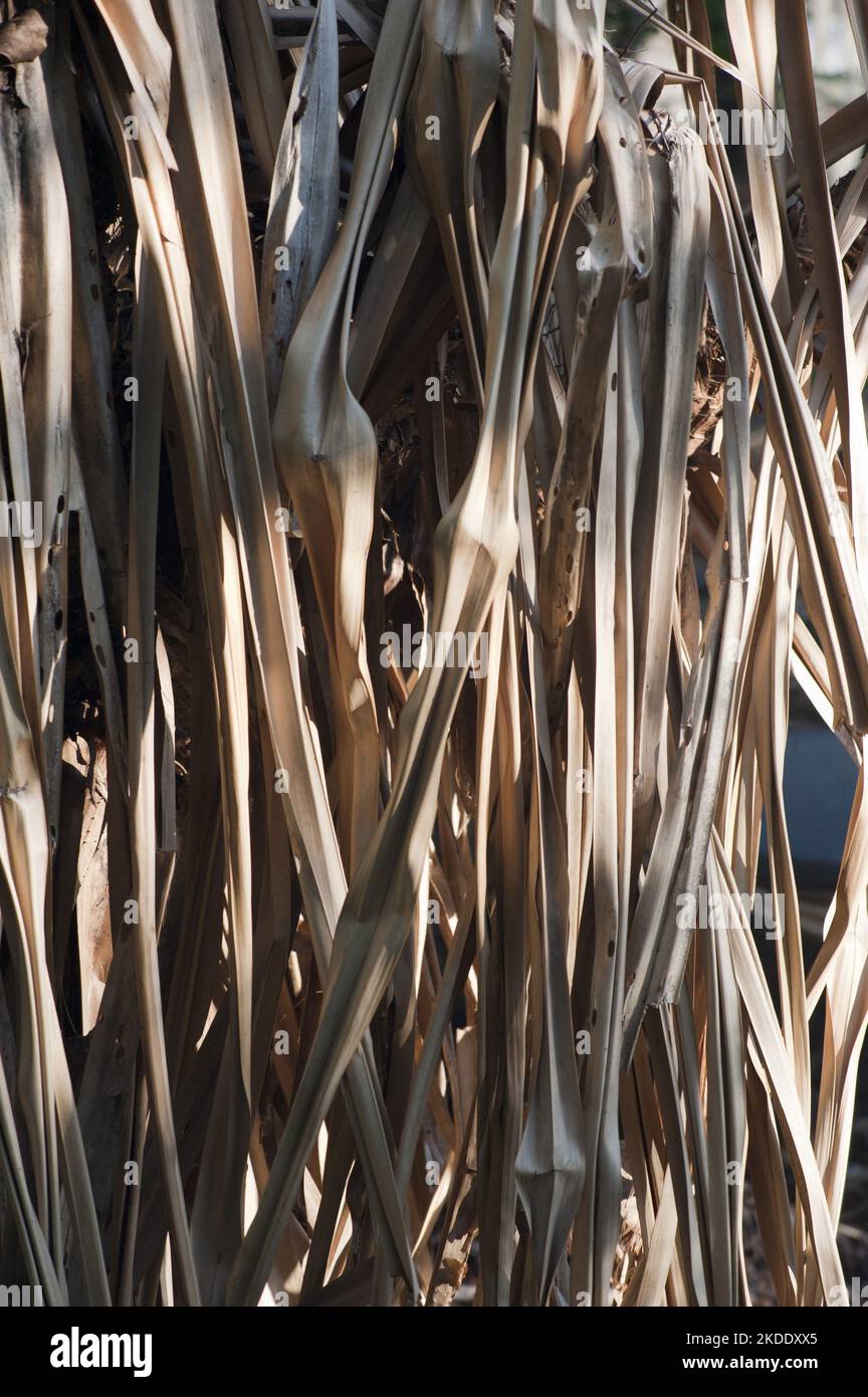 Unique background made of many dried straight leaves bunched and ...