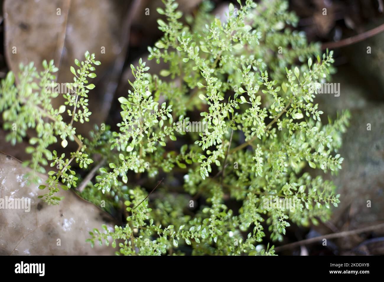 Plant with small leaves hi-res stock photography and images - Alamy