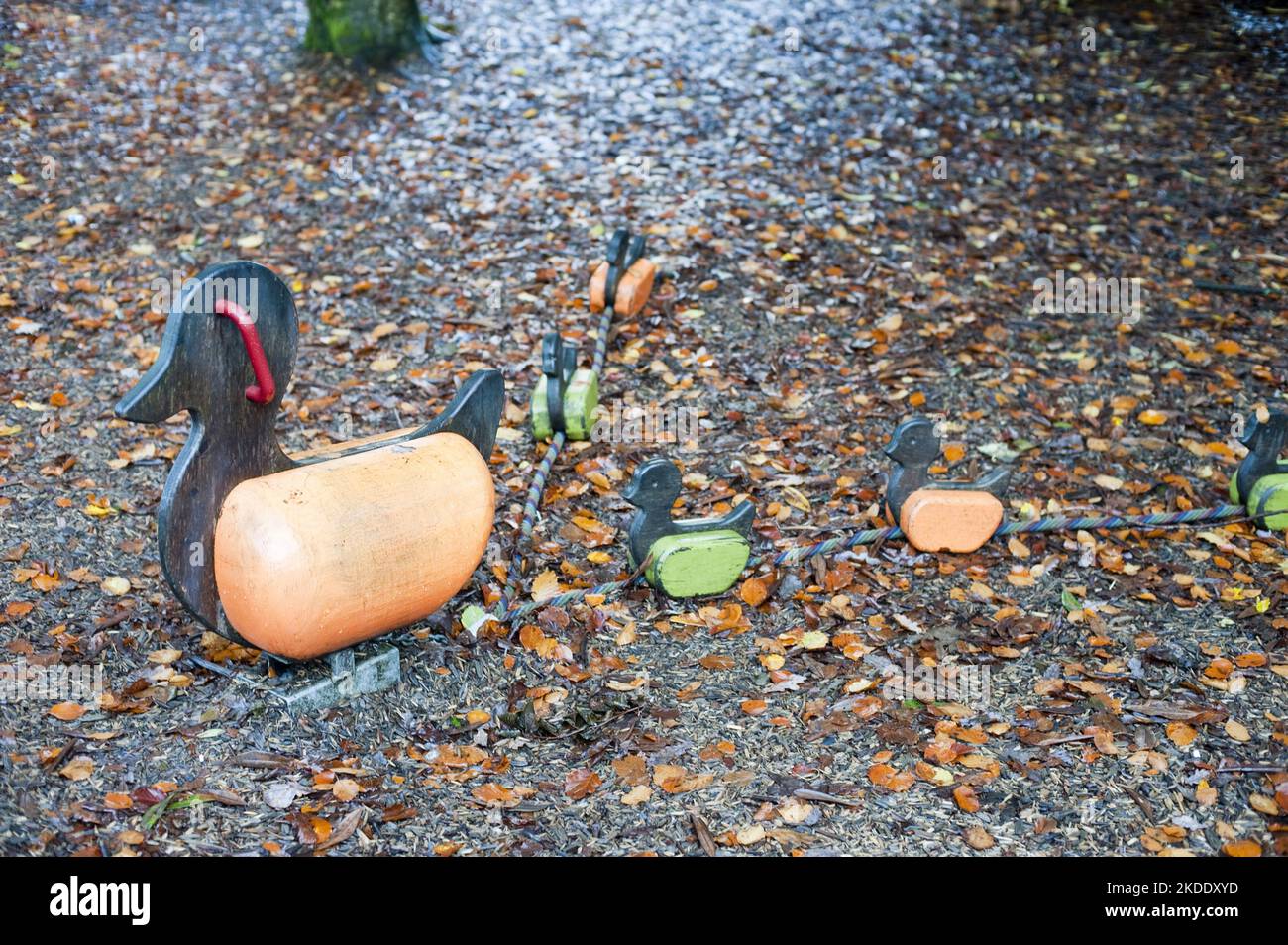 Cute little duck with following rows of ducklings ride in a deserted ...