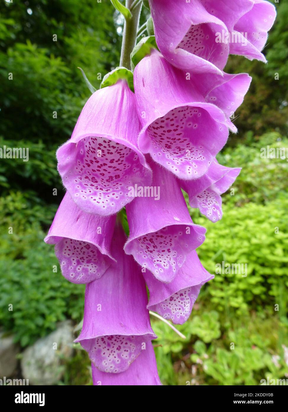 Tubular flower hi-res stock photography and images - Alamy