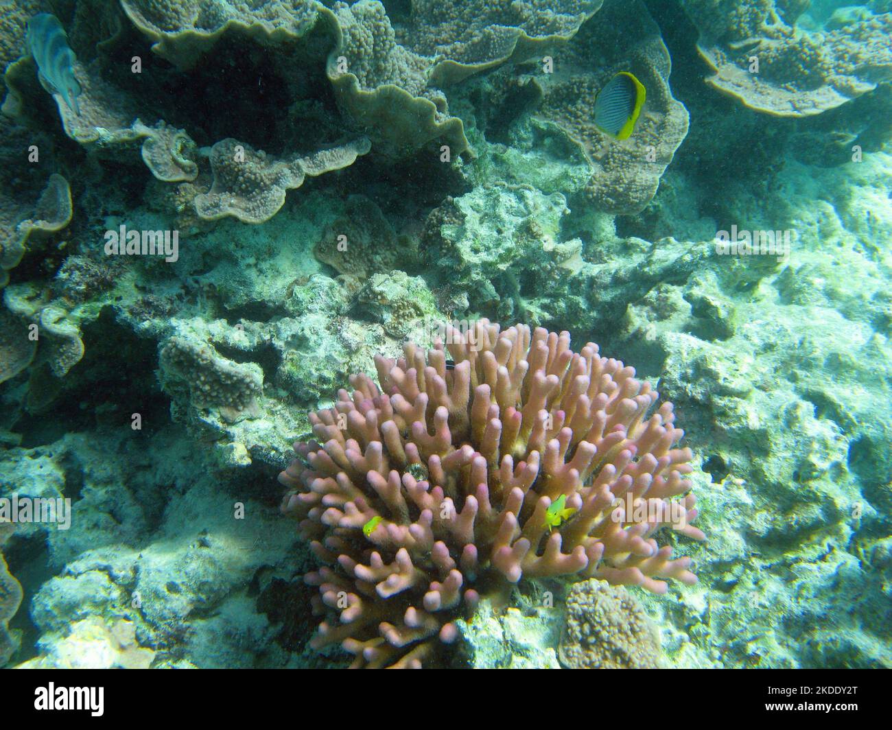 Pink finger coral and cabbage corals growing on australias Great ...