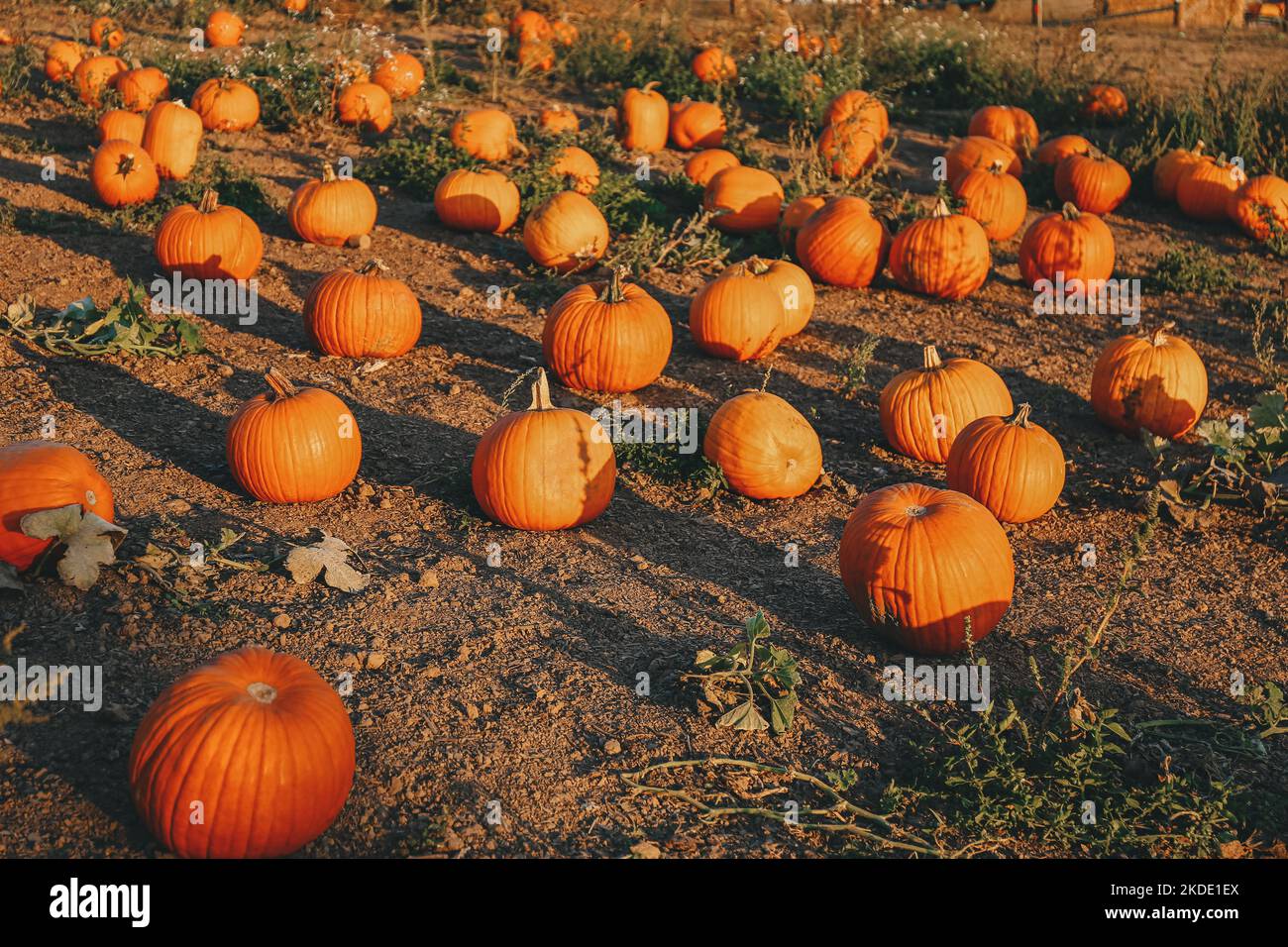 Ground pumpkin hi-res stock photography and images - Alamy