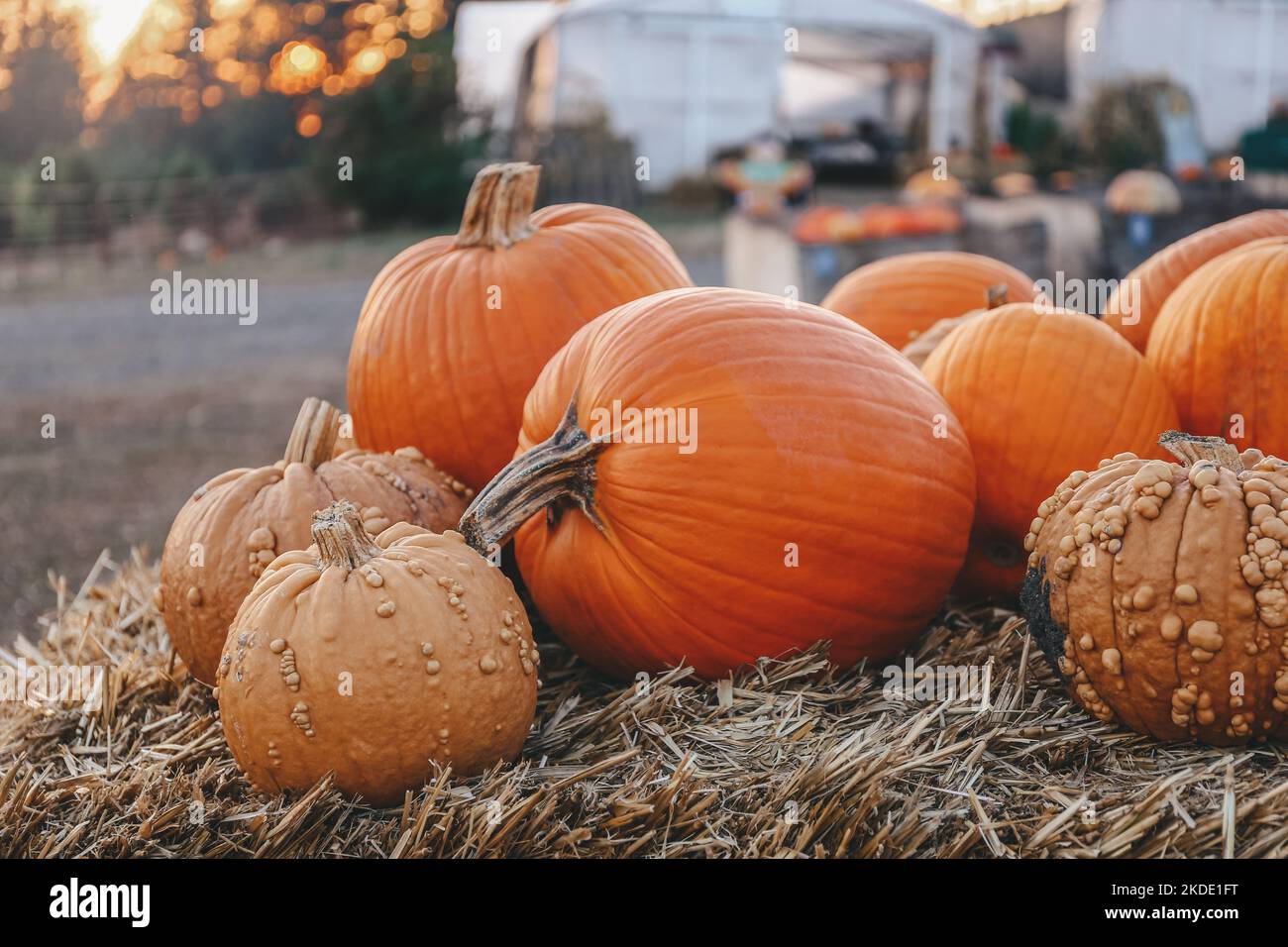 Hay bales fall decoration hi-res stock photography and images - Alamy
