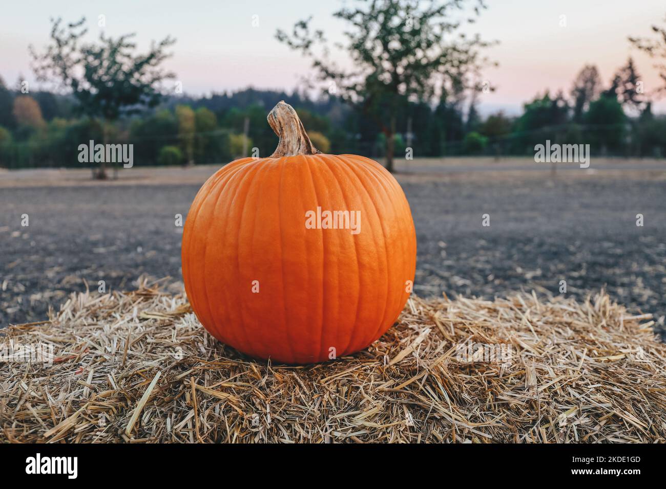 Orange pumpkin on hay bale at a fall festival during sunset Stock Photo ...