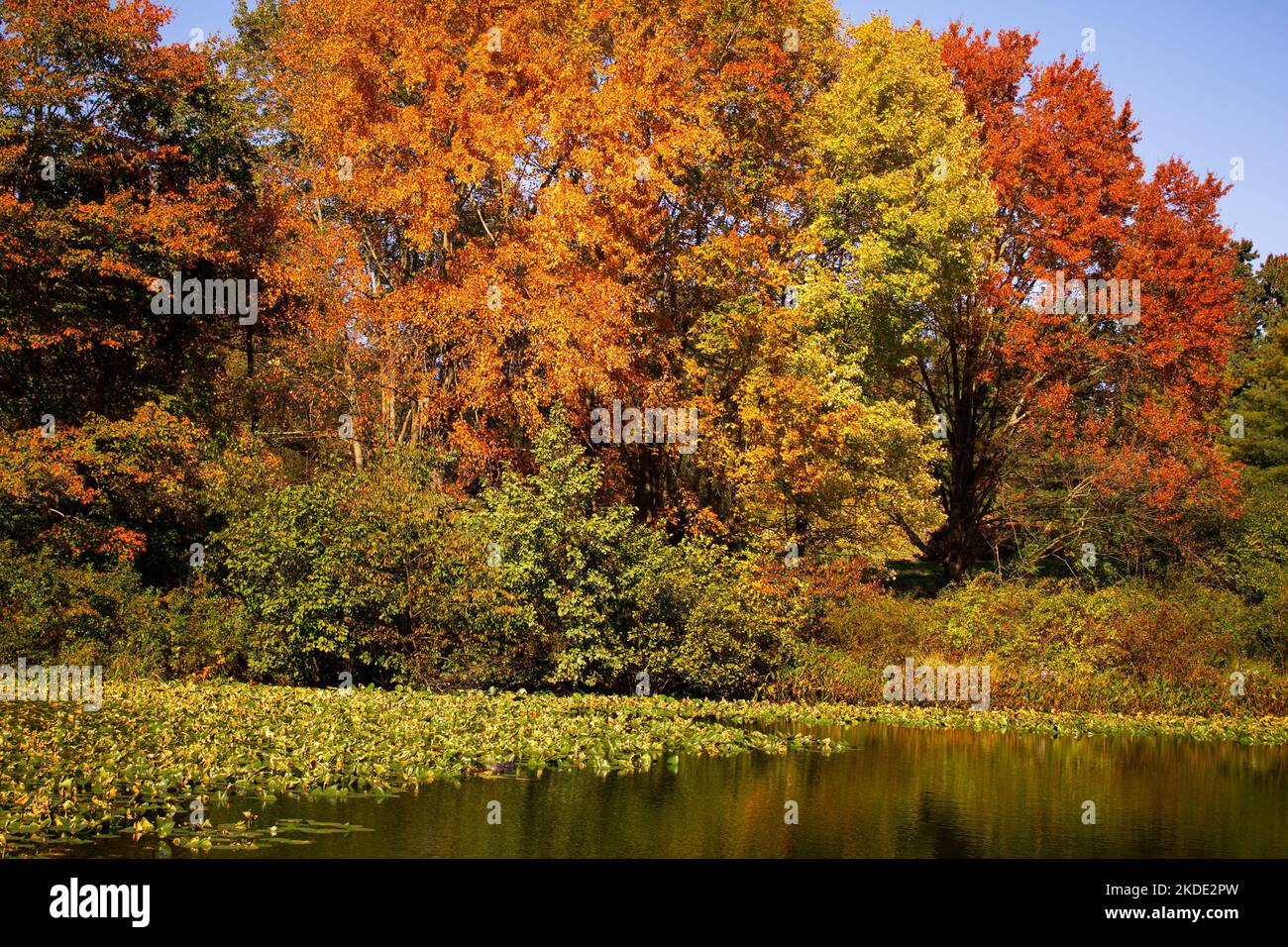 Beautiful autumn color over a pond Stock Photo - Alamy