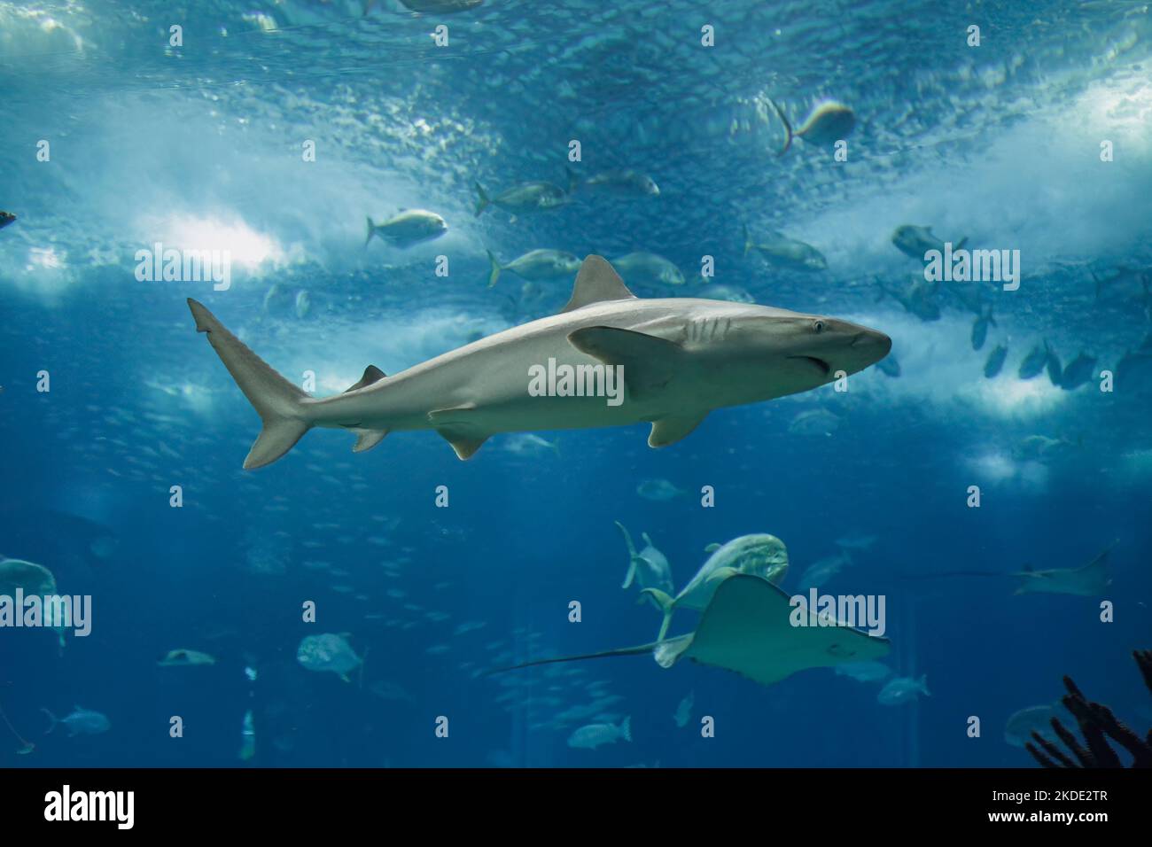 Great white shark swimming coral hi-res stock photography and images ...