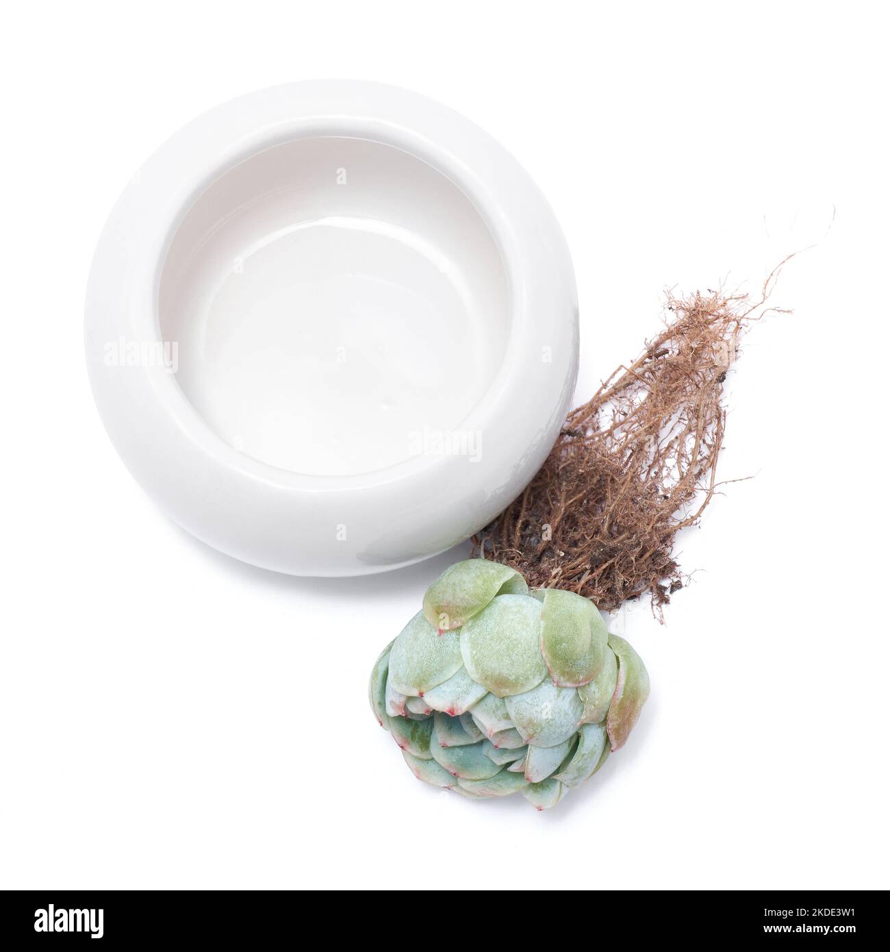 Echeveria Succulent rooted cutting Plant with roots and flowering pot ...