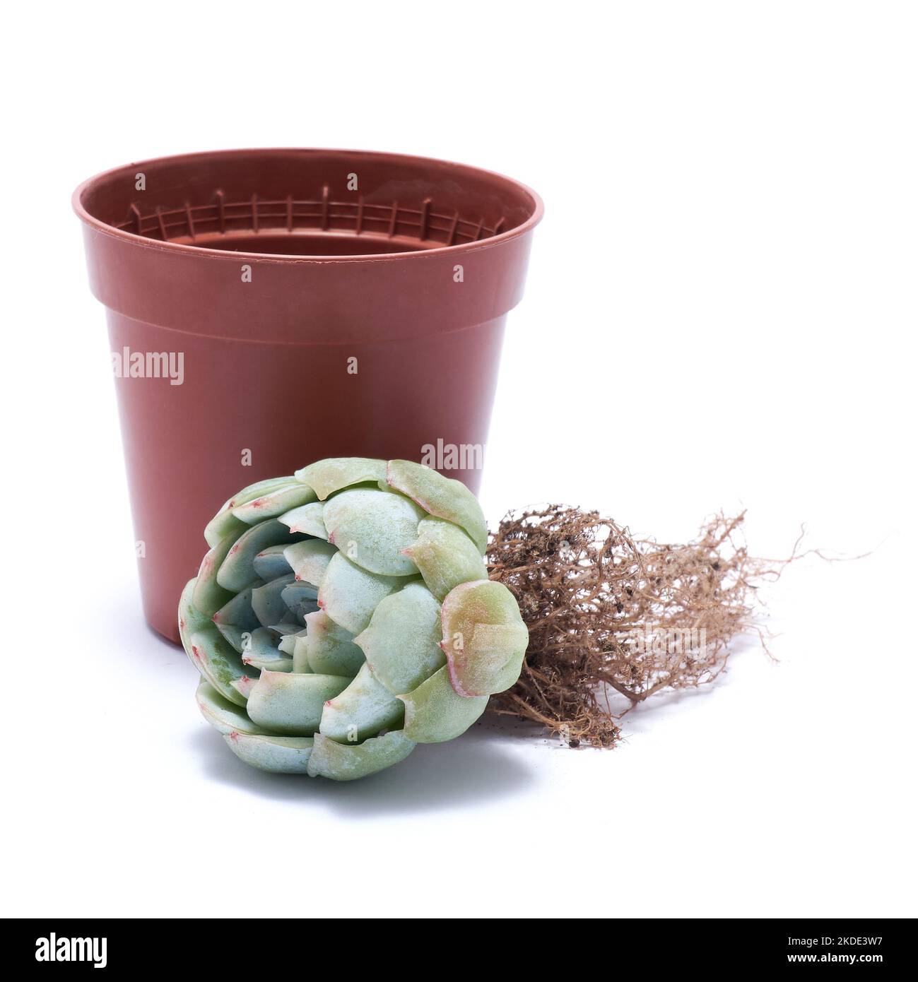 Echeveria Succulent rooted cutting Plant with roots and flowering pot ...