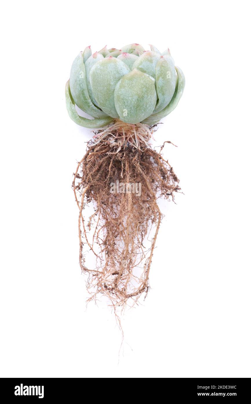 Echeveria Succulent rooted cutting Plant with roots Isolated on White ...