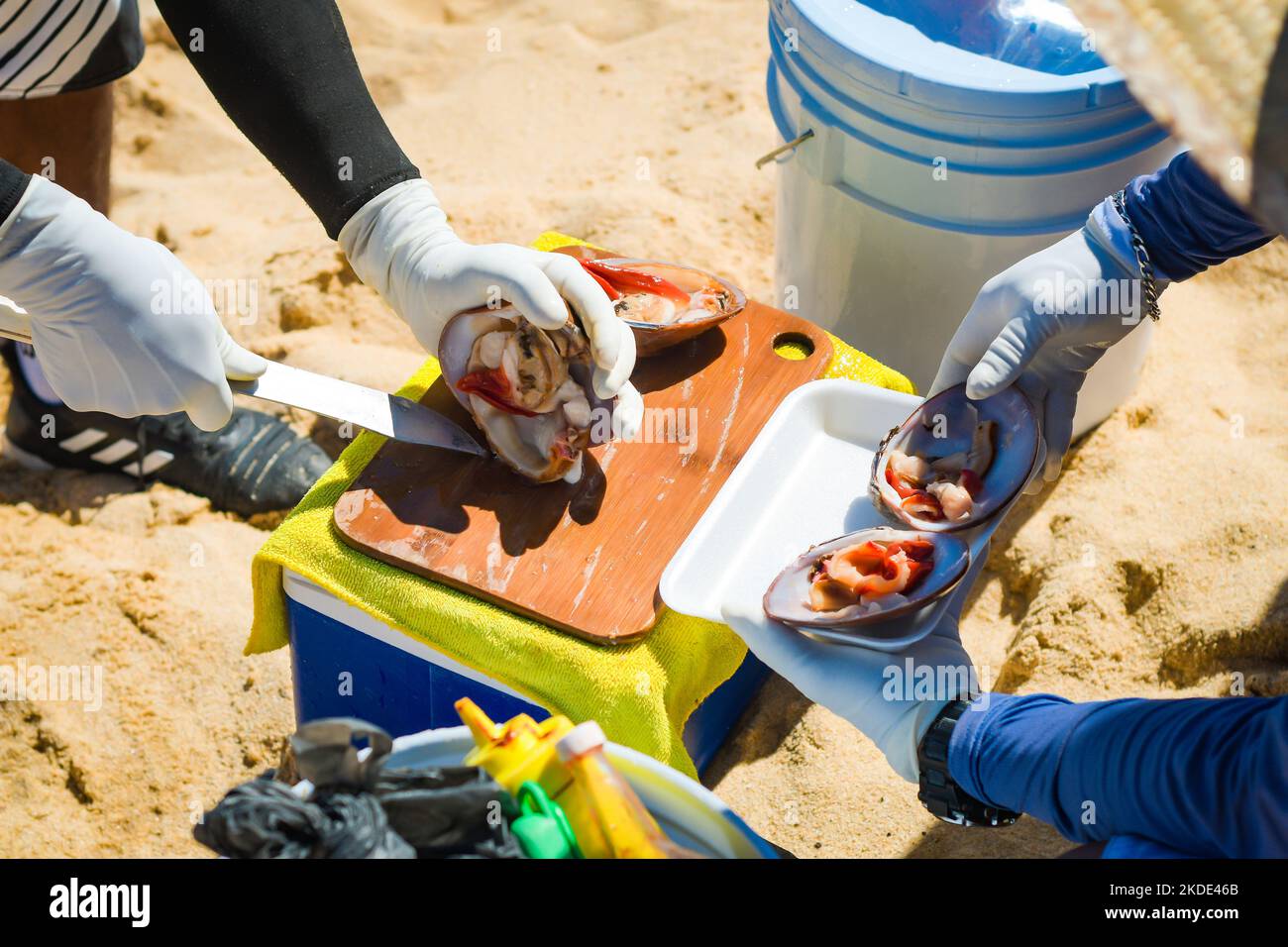 Cleaning and cutting the fine malaga shells by hand in the sea Stock ...