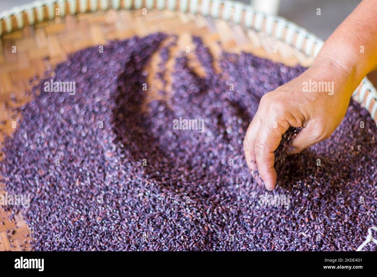 Purple glutinous rice being prepared for cooking into rice cake in ...