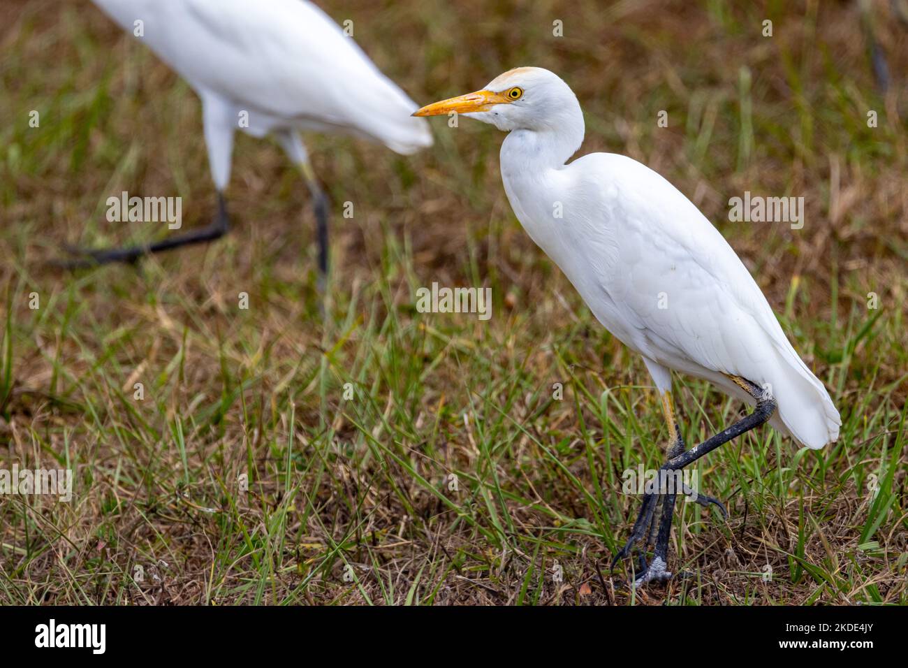 Cattle Egret (Bubulcus ibis) in a field hunting insects Stock Photo - Alamy